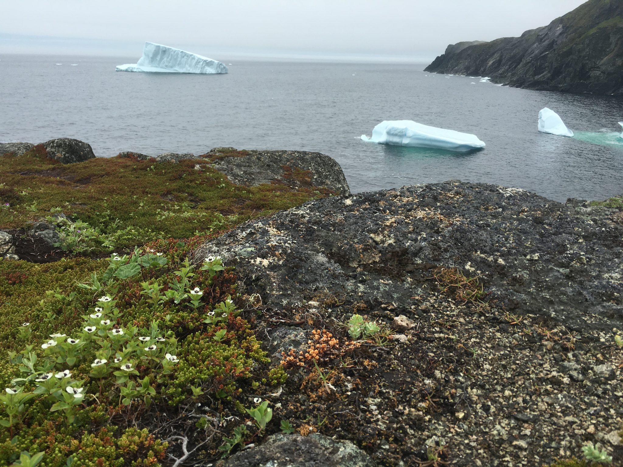 The Ultimate Guide to Newfoundland Iceberg Season | Outdoors & On the Go